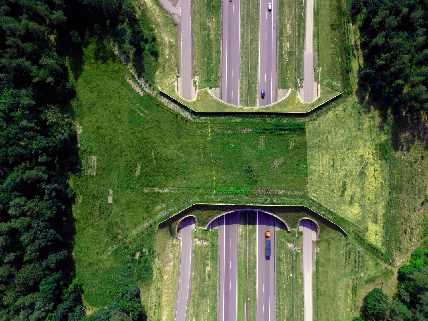 Connectivity: Ecological corridors are key to protecting biodiversity | One Earth